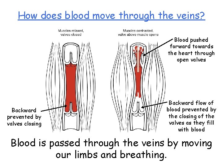 The Blood Vessels Do Now activity 1 What