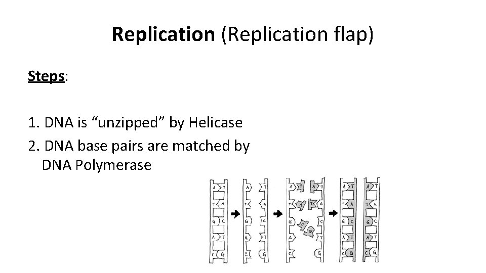 These remaining slides are the Instructions for Foldable