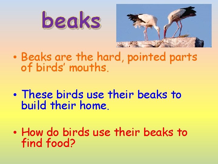 Vocabulary Intro shaped The way something is shaped