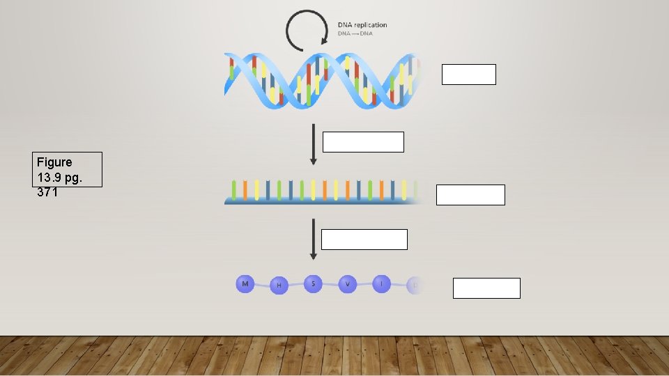 PROTEIN SYNTHESIS CONTINUATION TRANSLATION THE CENTRAL DOGMA Transcription