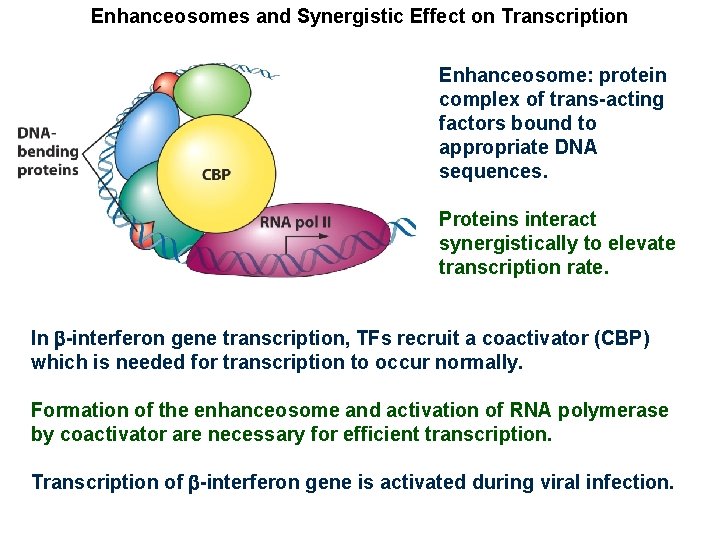 Molecular Basis for Relationship between Genotype and Phenotype
