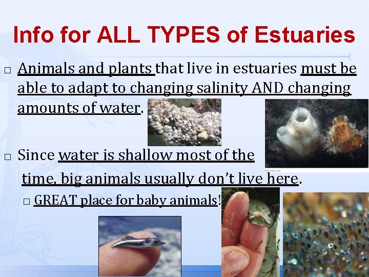 Types of Estuary Biomes Info for ALL TYPES