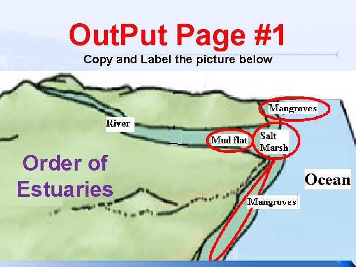 Types of Estuary Biomes Info for ALL TYPES