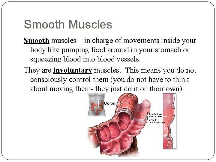 Muscular System Function The main function of the