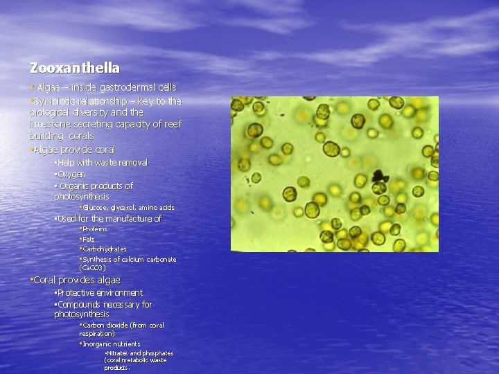 CORAL REEFS Rainforests of the Oceans By Jaime
