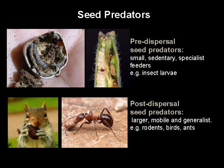 The double life of a squirrel seed disperser