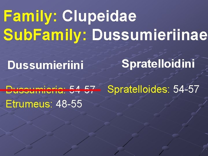 CLUPEIDAE by Joseph C Rayos Philippines Herrings Clupeidae