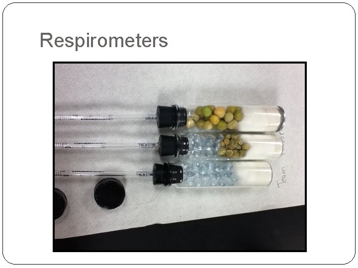 AP Biology Lab 6 Cellular Respiration Brainstorm What