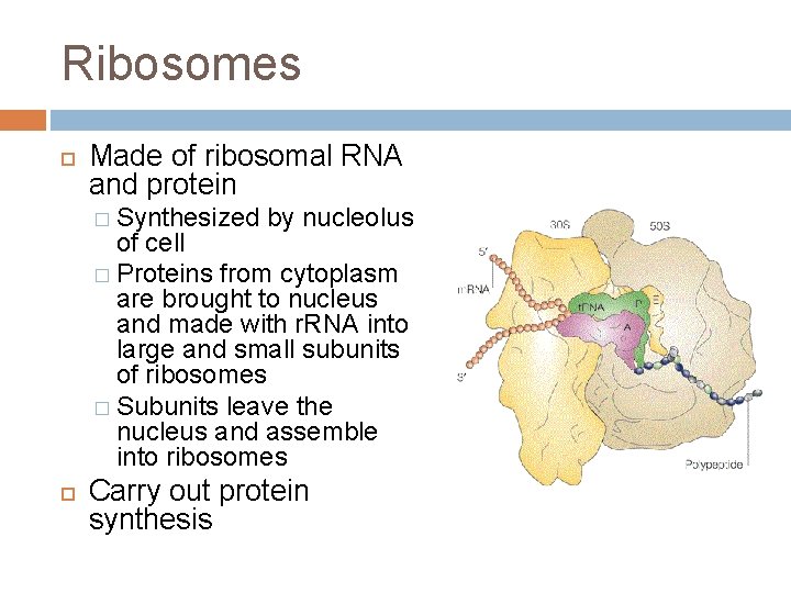 RIBOSOMES ENDOPLASMIC RETICULUM Ribosomes Made of ribosomal RNA