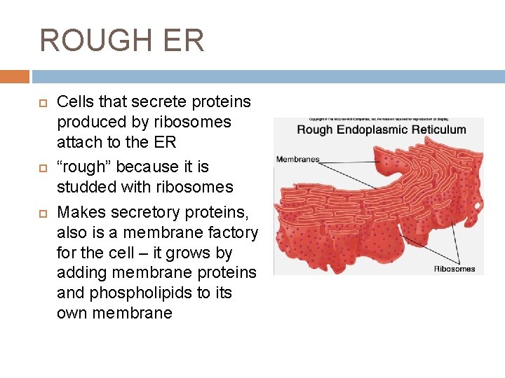 RIBOSOMES ENDOPLASMIC RETICULUM Ribosomes Made of ribosomal RNA