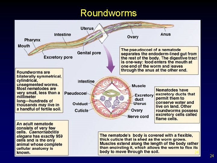 Noncoelomate Invertebrates Chapter 32 Outline Invertebrate Phylogeny ...