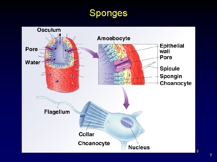 Noncoelomate Invertebrates Chapter 32 Outline Invertebrate Phylogeny ...