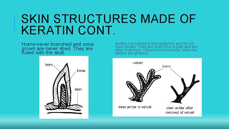 INTEGUMENTARY SYSTEM Marsh QUICK FACTS v Largest organ