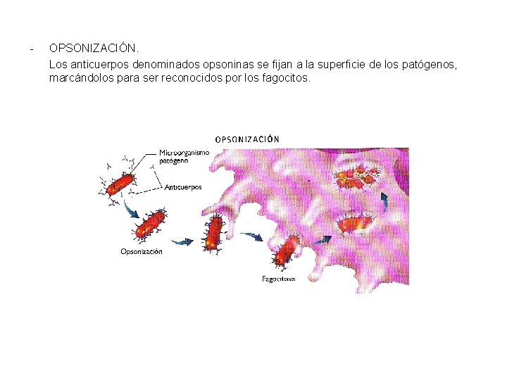 INMUNIDAD RESPUESTA INMUNE 1 MECANISMOS DE DEFENSA El