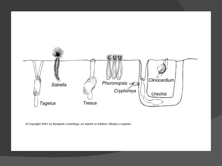 Components of benthic communities Infauna classified by size