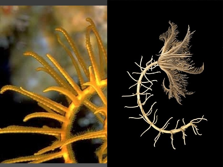 Components of benthic communities Infauna classified by size