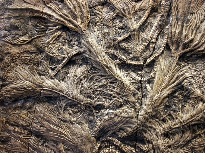 Components of benthic communities Infauna classified by size