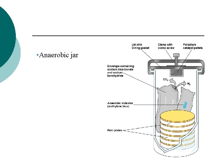 Culture media The Requirements for Bacterial Growth Physical