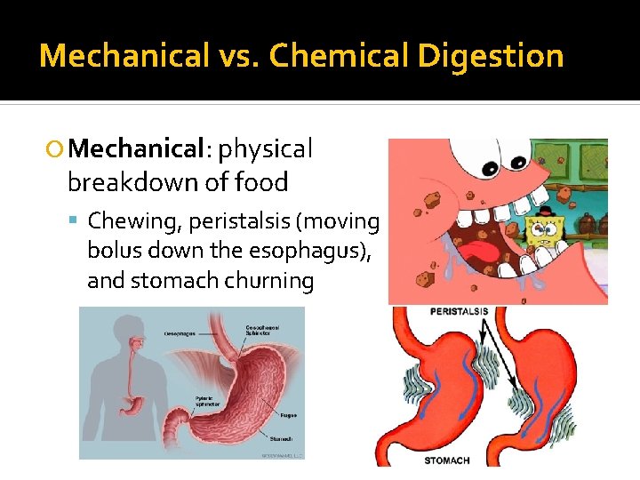 DIGESTIVE SYSTEM PP 979 991 FUNCTION Breakdown of