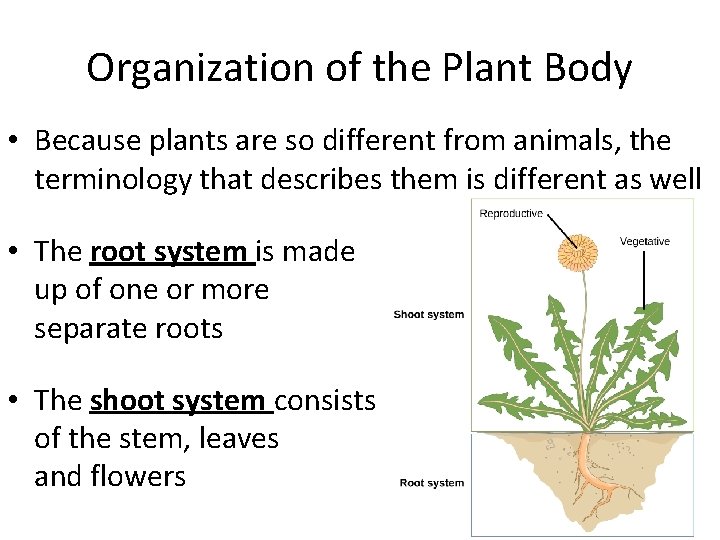 4 1 Systems in Plants Plants including mosses