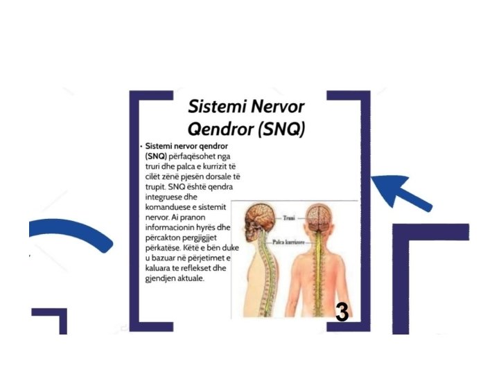 Klasa 12 Temat Biologji 1 Komunikimi nervor 2