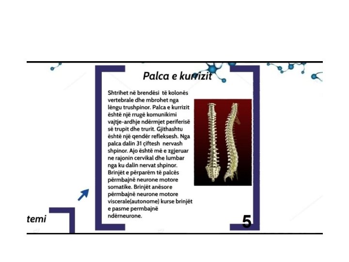 Klasa 12 Temat Biologji 1 Komunikimi nervor 2