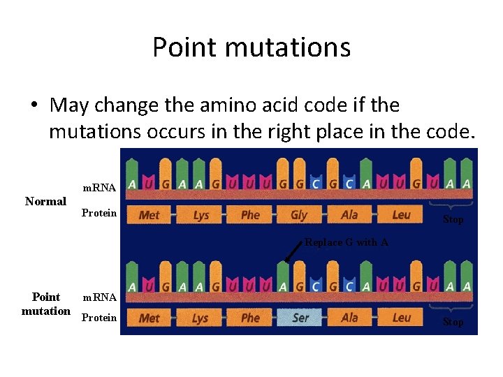 Mutations that happen during Transcription and Translation What