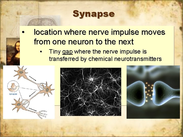 Nervous System Nervous System Nervous system Central Nervous