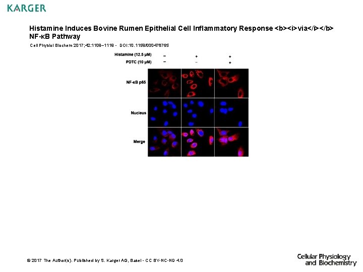 Histamine Induces Bovine Rumen Epithelial Cell Inflammatory Response