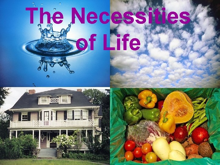 Characteristics of Living Objects 6 Characteristics of Living