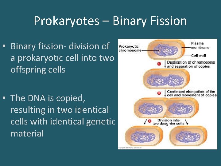 Cell Division Ch 8 Why Do Cells Divide
