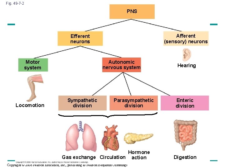 Chapter 49 Nervous Systems In vertebrates The CNS