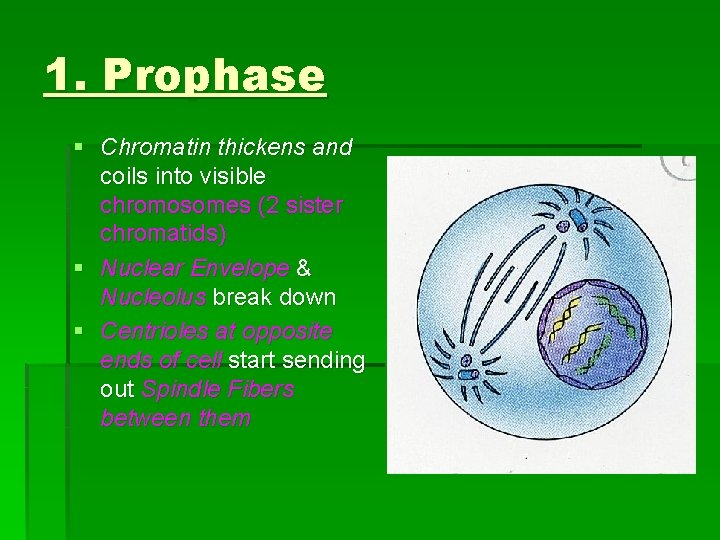 BELLRINGER 1103 1 What is Mitosis 2 2