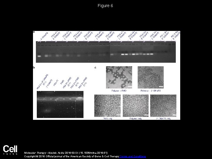 Polyester amine Composed of Polyethylenimine and Pluronic Enhance