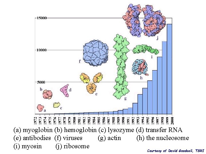 Evolution of Protein Structure Mario A Fares Evolutionary