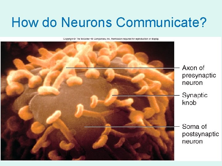 Physiology BIO 240 Lecture No 6 Neurons Action