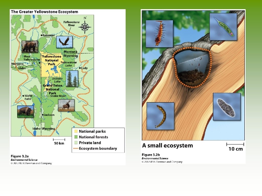 Ecosystem Ecology Examines Interactions Between the Living and