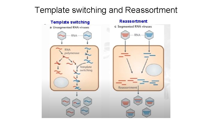 Evolution of RNA Viruses Collaborative Curriculum Development Program