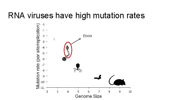 Evolution of RNA Viruses Collaborative Curriculum Development Program