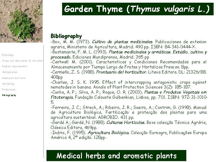 Garden Thyme Thymus vulgaris L The generic name