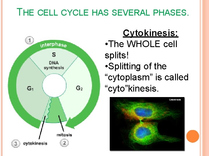 WELCOME TO BIOLOGY 42616 The happiest place on