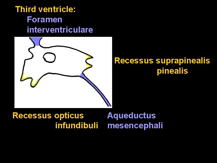 Ventricles meninges and vessels of the CNS Lateral
