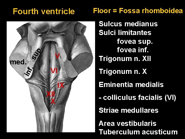 Ventricles meninges and vessels of the CNS Lateral