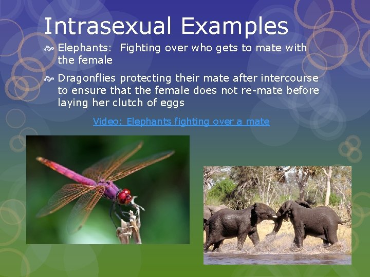 Sexual Selection By James Schadenberg MJ Pinheiro Chad