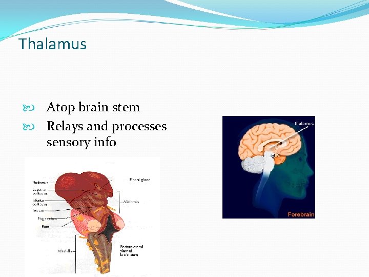 The Brain Meninges The brain and spinal cord