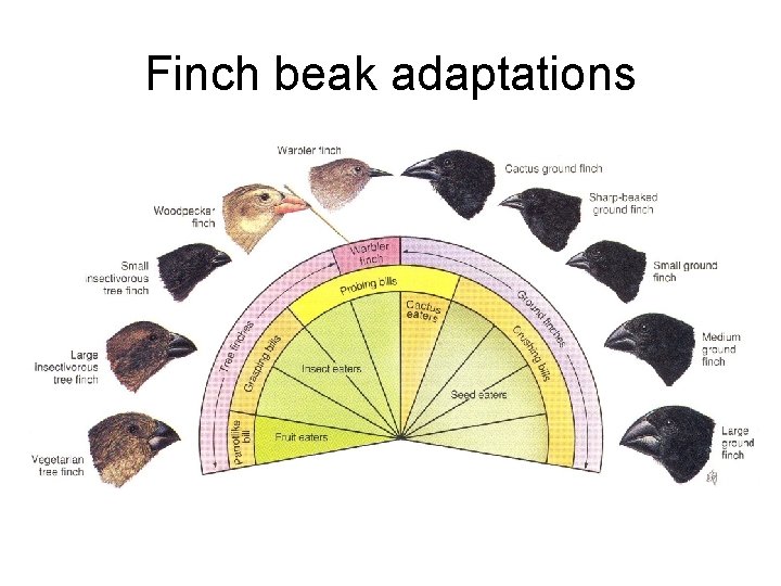 What is evolution Change Evidences Mutation Heredity Time