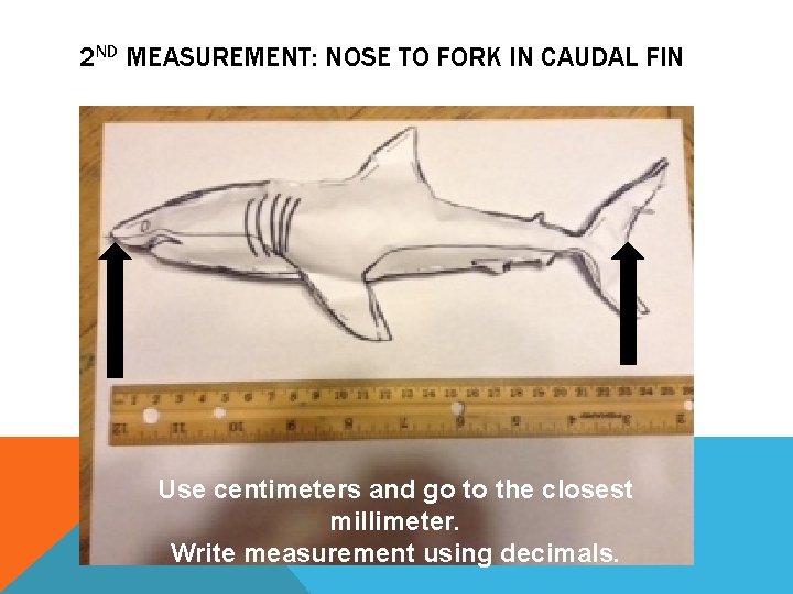 STEP 1 CUT OUT SHARK TEMPLATES STEP 2