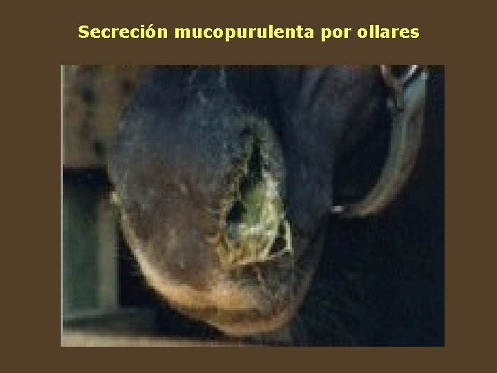 ENFERMEDADES INFECCIOSAS BACTERIANAS DEL EQUINO Horacio N Nachon
