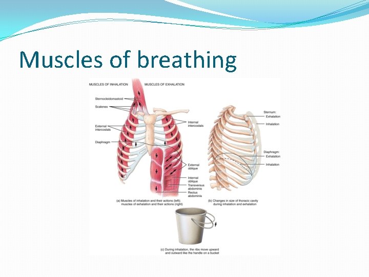 The mechanics of breathing DR T AJAYAN PROF