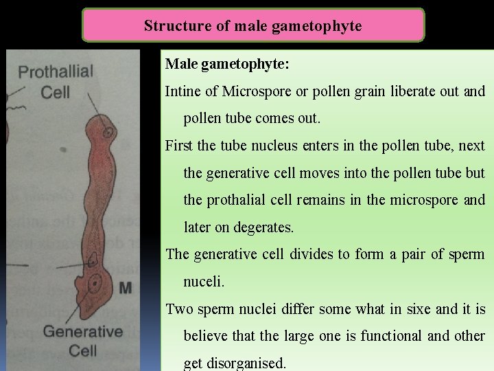 GNETUM 2 1 Study of life cycle of